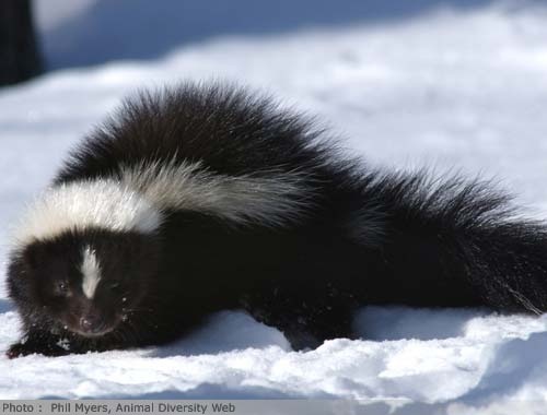 L’hiver est à nos portes… et les moufettes aussi! - Extermination de ...