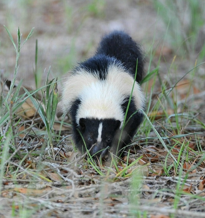 LA MOUFFETTE - Extermination de Mouffettes (APSM Extermination)